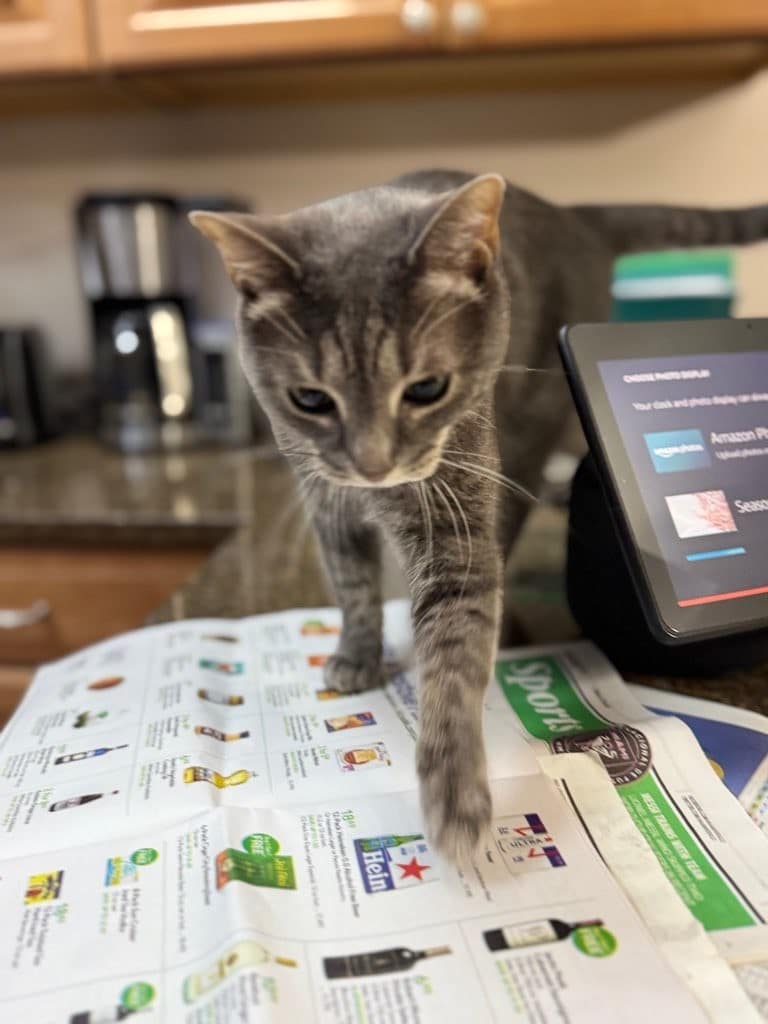 Cat training: A Beginners Guide - Dances with Dogs