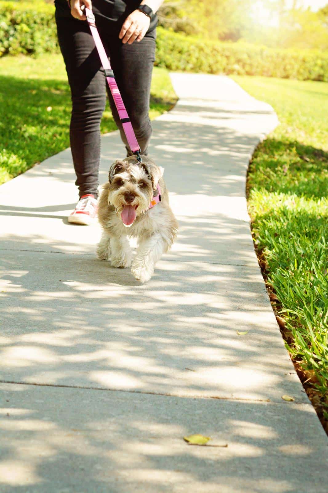 Why Hiring a Dog Walker Isn’t a Luxury—It’s a Lifesaver - Dances with Dogs