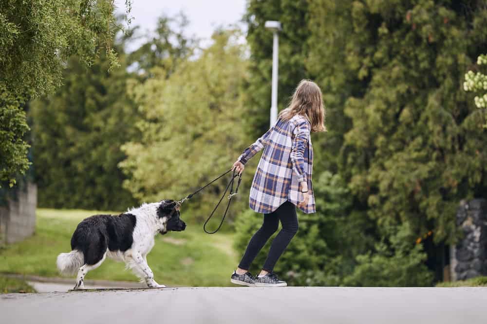 Think Your Dog Is Stubborn? Here’s What’s Really Going On - Dances with ...