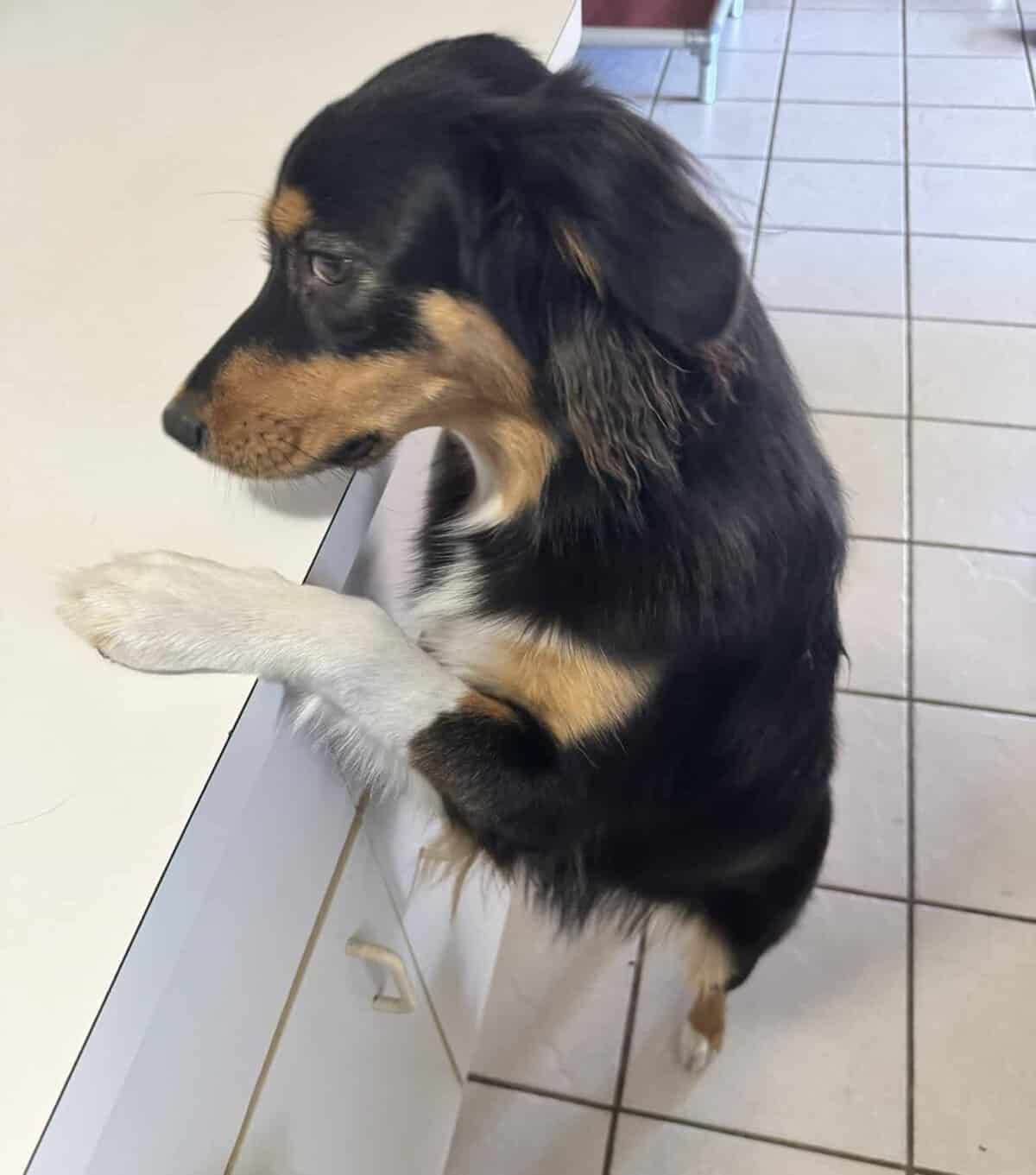 Counter Surfing in Dogs: How to Create Positive Change - Dances with Dogs